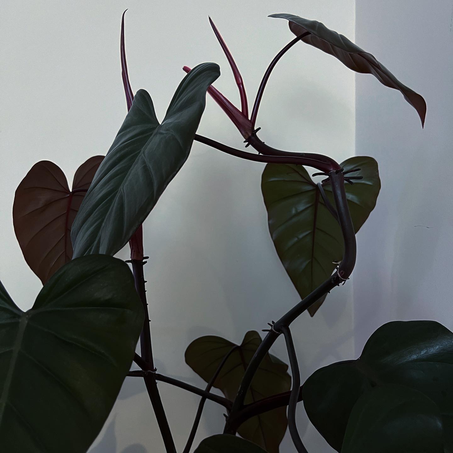 Philodendron Dark Lord Care and Growing Guide | Plantcarefully