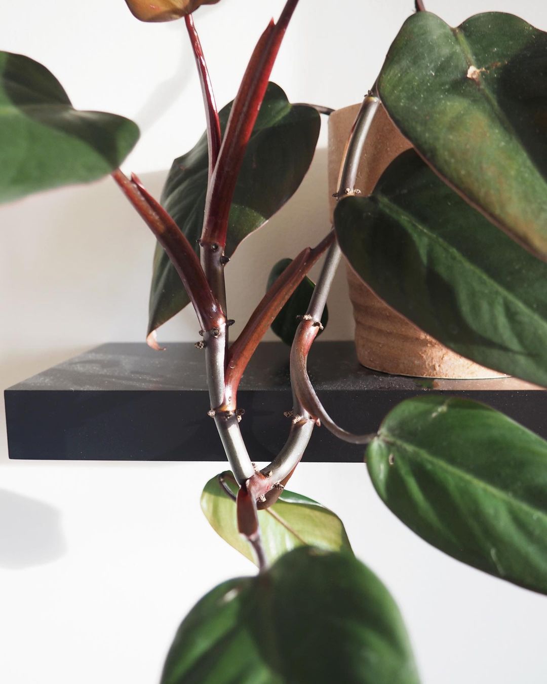 Philodendron Dark Lord Care and Growing Guide | Plantcarefully