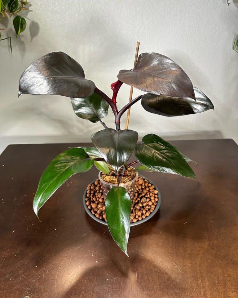 Philodendron Dark Lord Care and Growing Guide | Plantcarefully