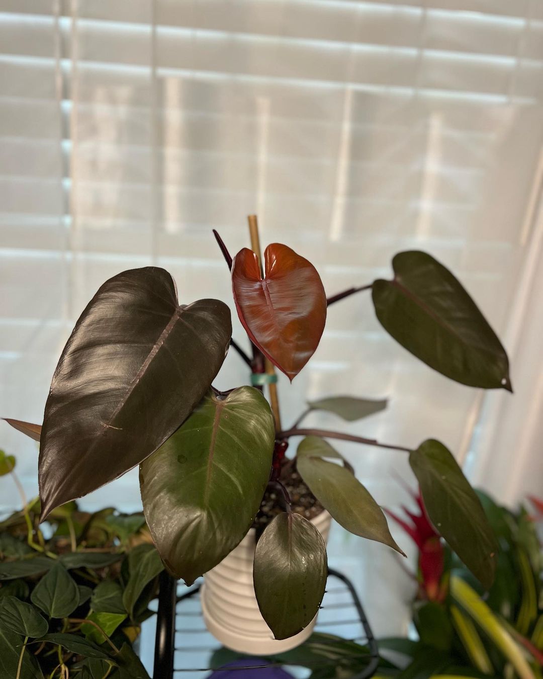 Philodendron Dark Lord Care and Growing Guide | Plantcarefully