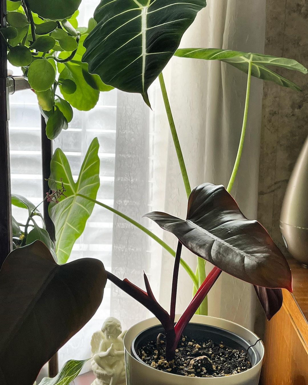 Philodendron Dark Lord Care and Growing Guide | Plantcarefully