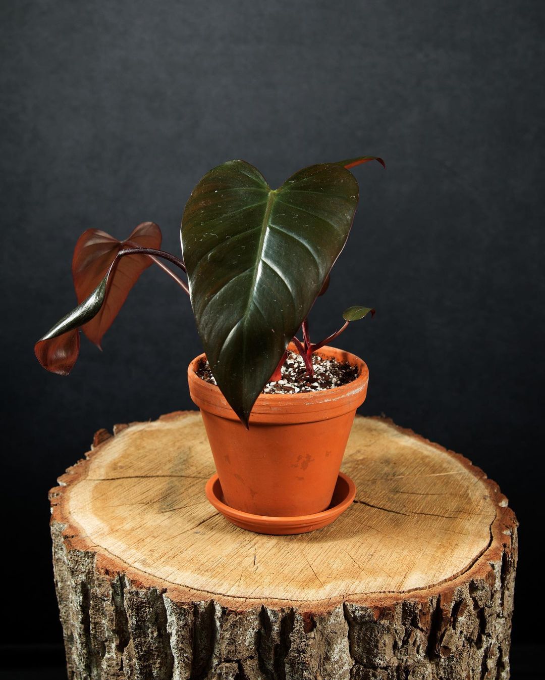 Philodendron Dark Lord Care and Growing Guide | Plantcarefully