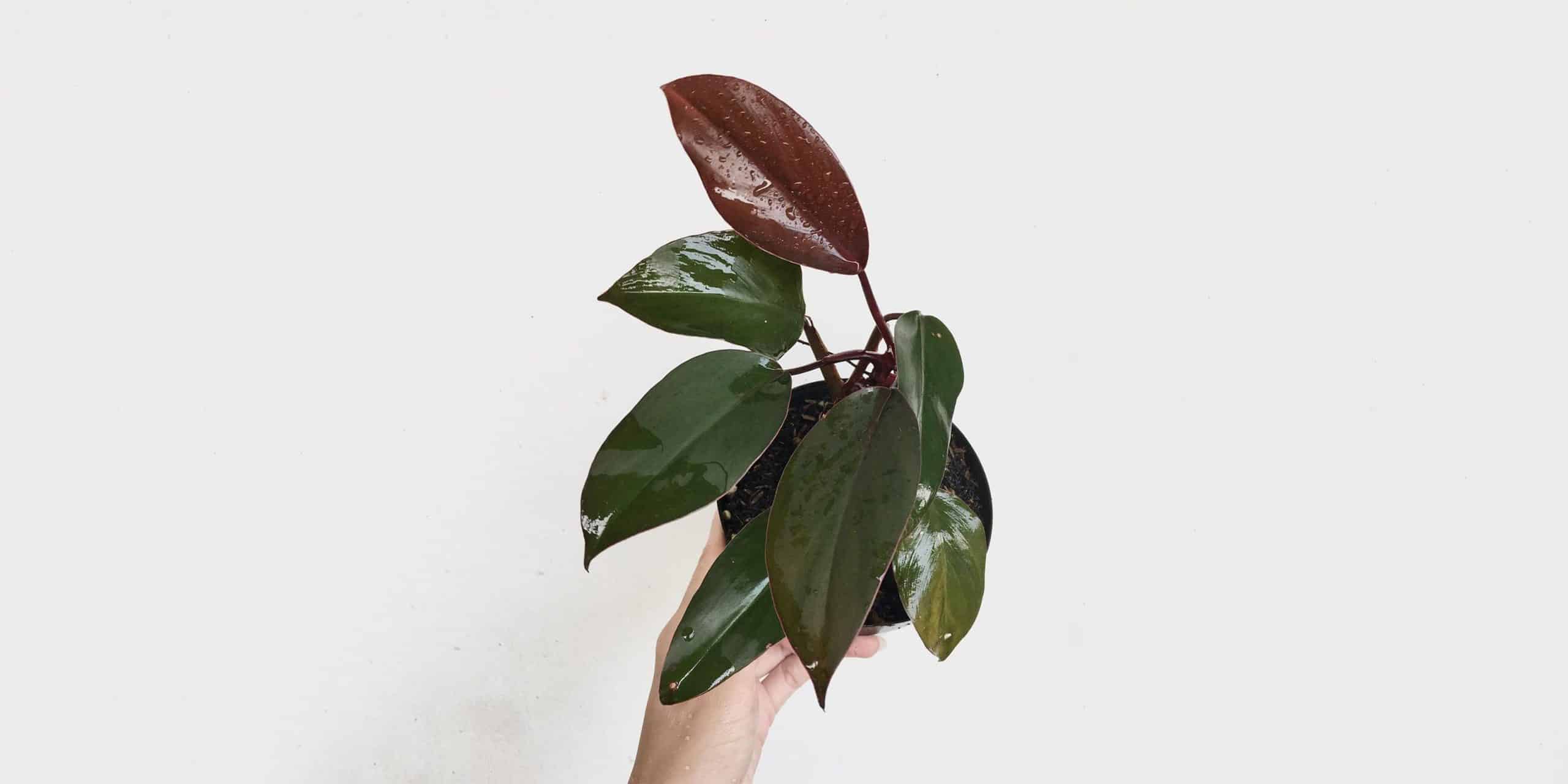 Philodendron Dark Lord Care and Growing Guide | Plantcarefully
