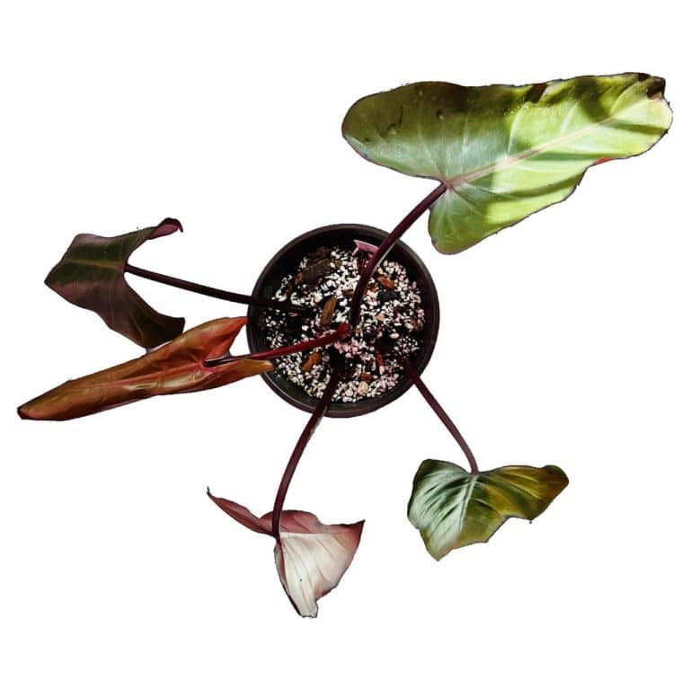 Philodendron Dark Lord Care and Growing Guide | Plantcarefully