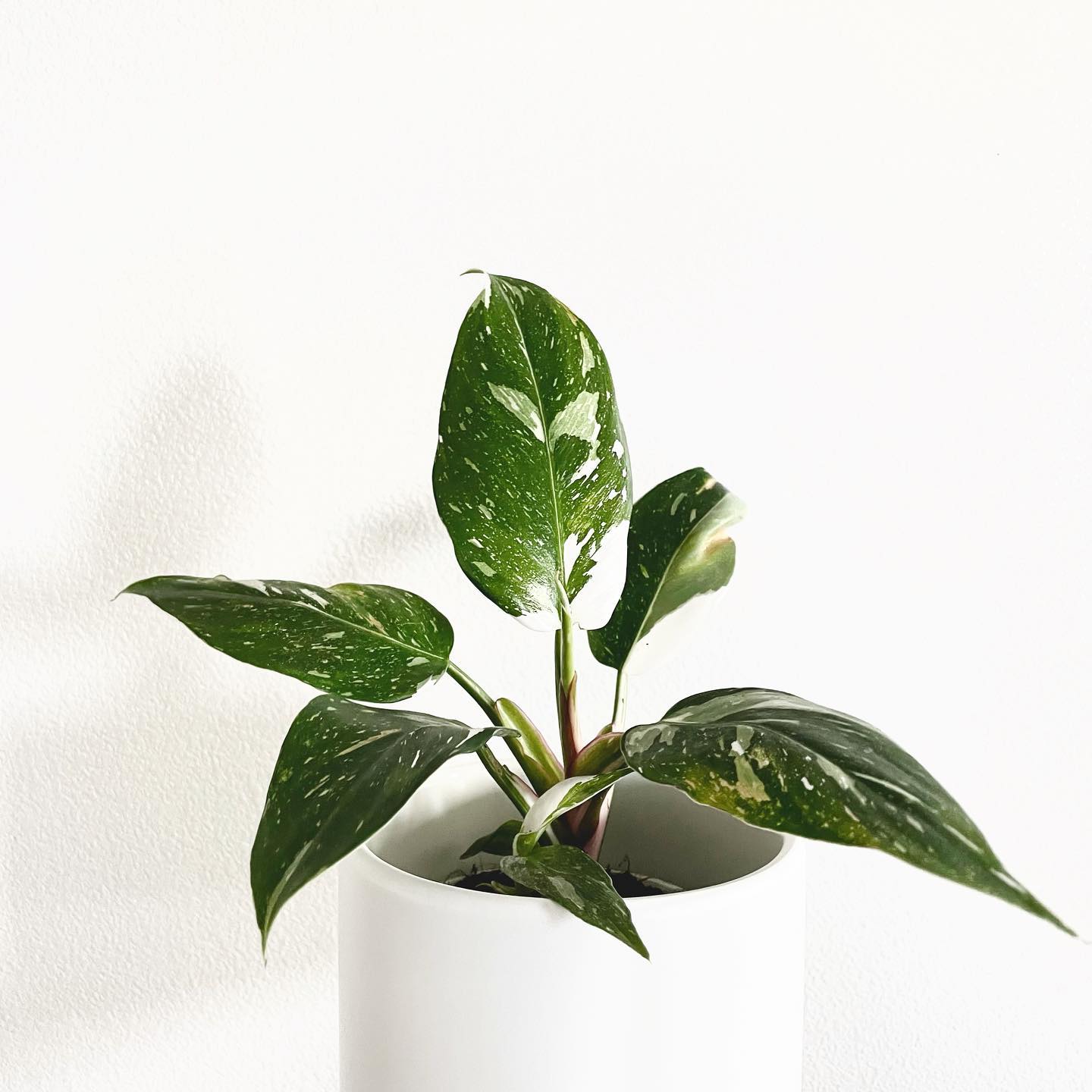 Blushing Philodendron Erubescens: Plant Care & Growing | Plantcarefully