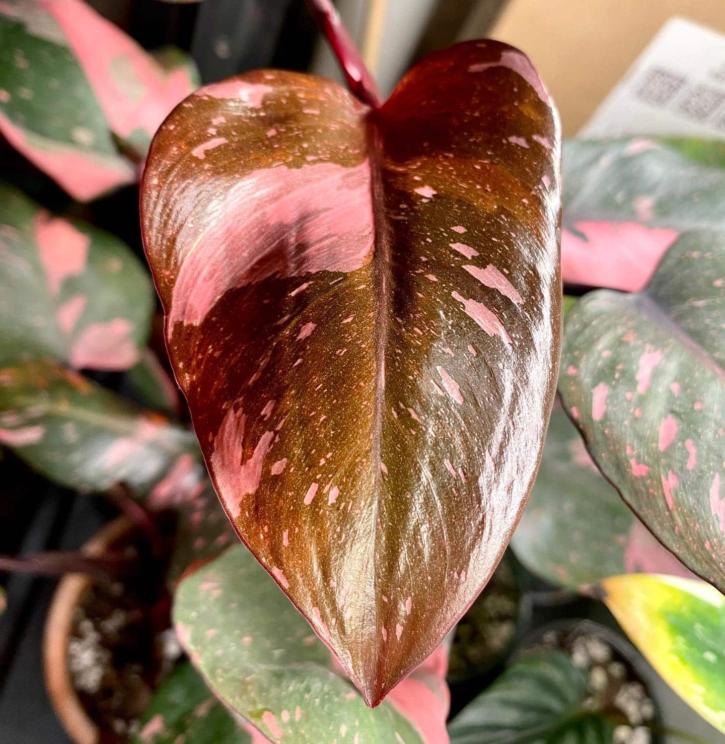 Blushing Philodendron Erubescens: Plant Care & Growing | Plantcarefully