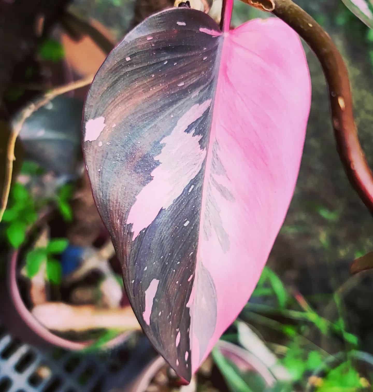 Blushing Philodendron Erubescens: Plant Care & Growing | Plantcarefully