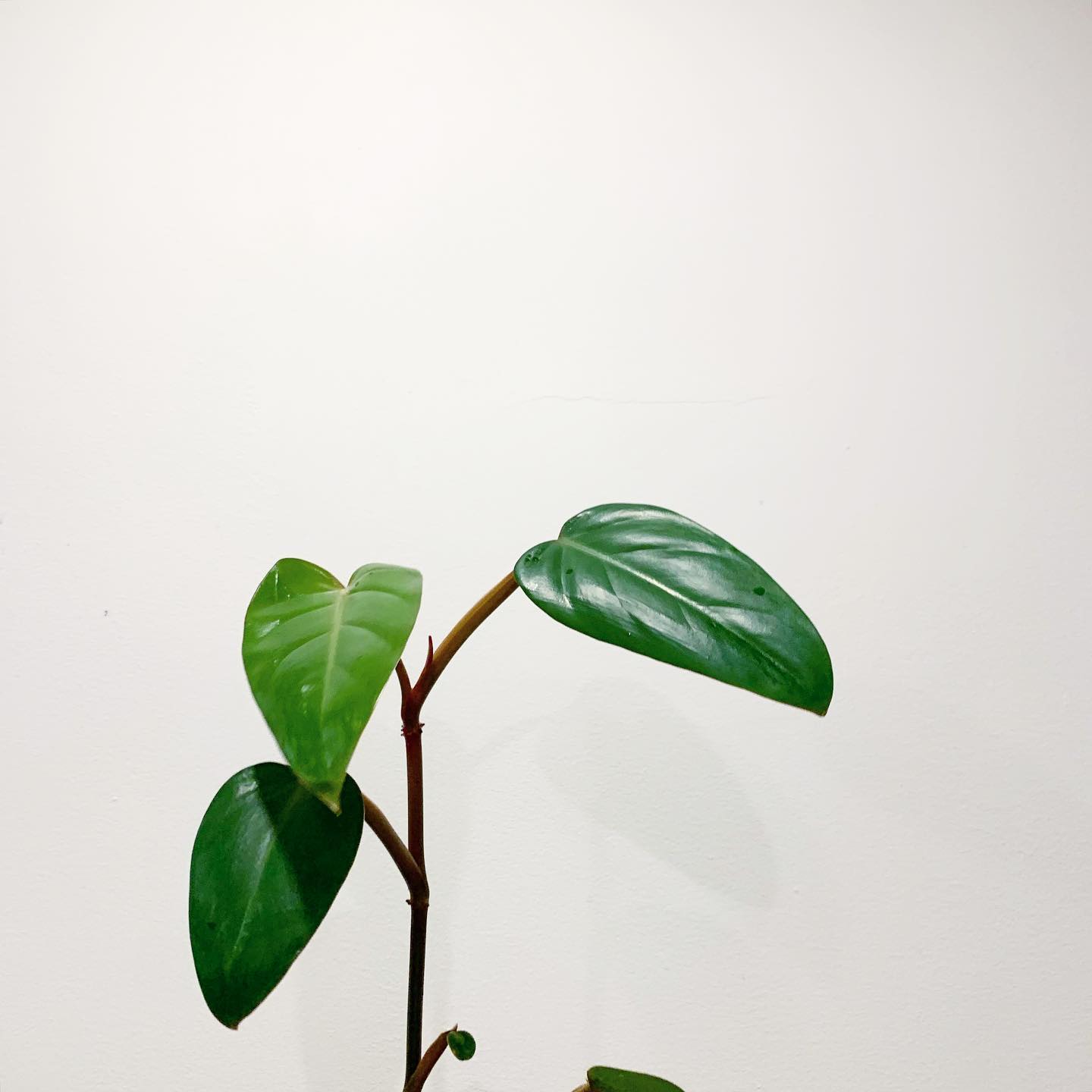 Blushing Philodendron Erubescens: Plant Care & Growing | Plantcarefully