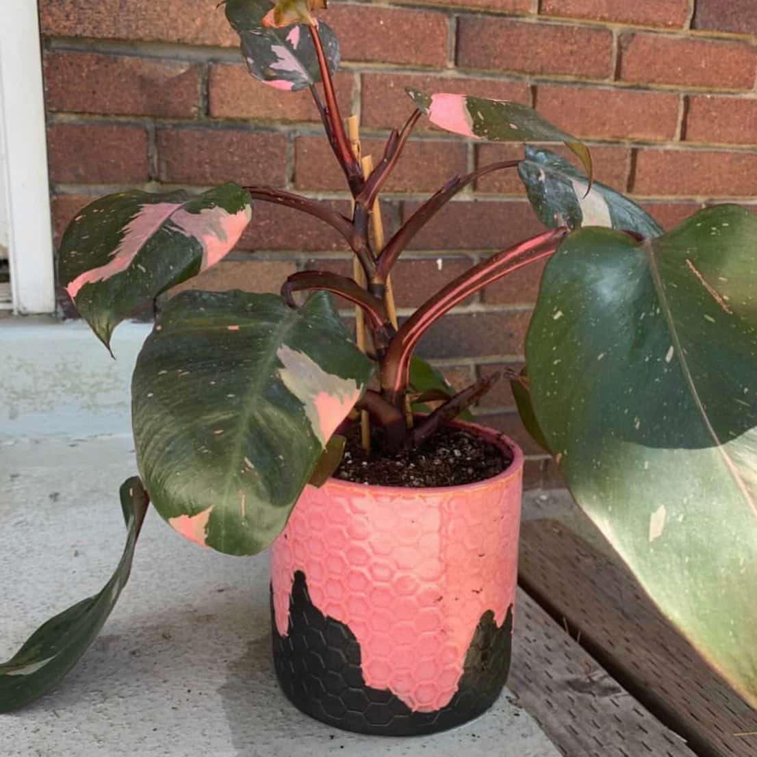 Blushing Philodendron Erubescens: Plant Care & Growing | Plantcarefully