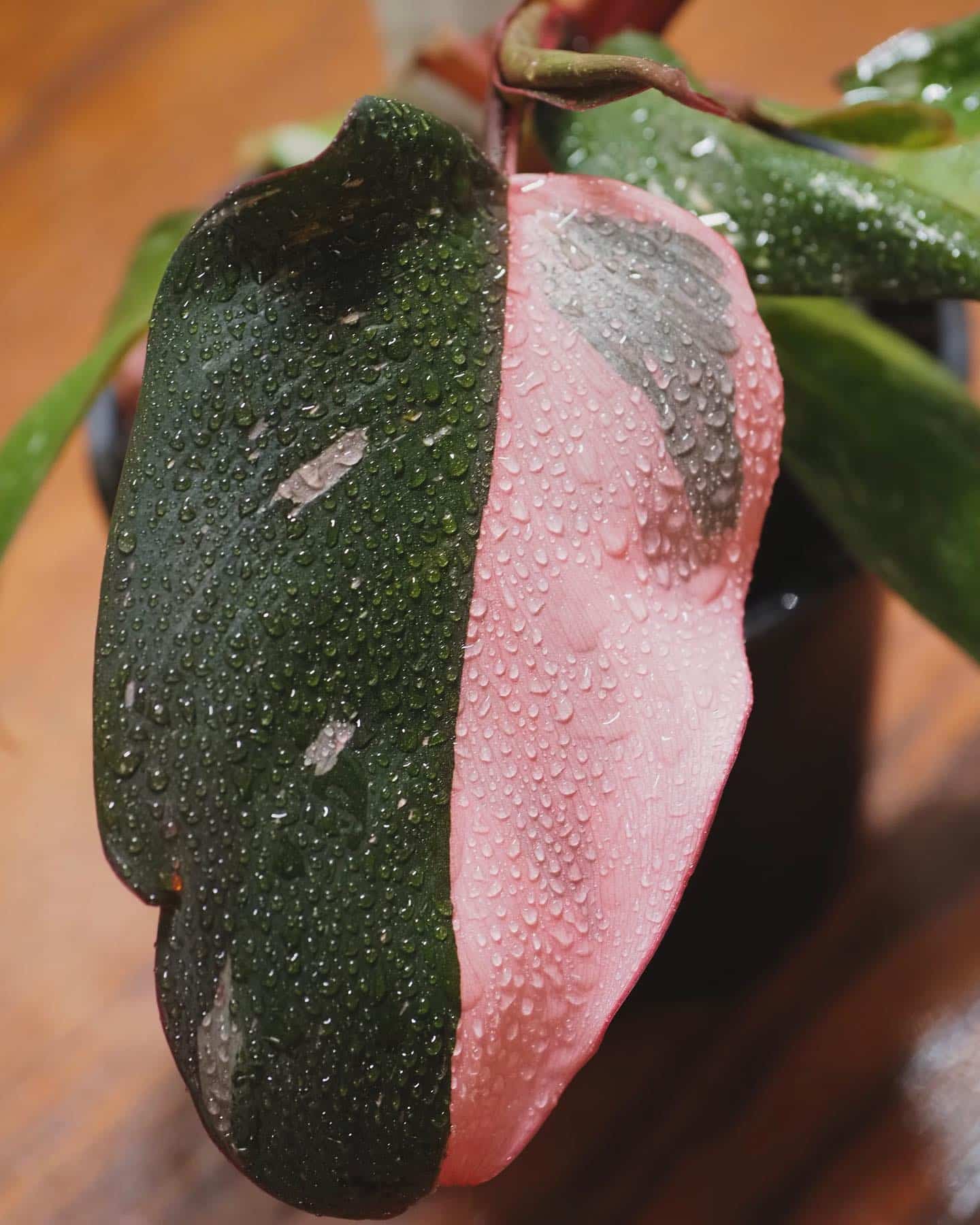 Blushing Philodendron Erubescens: Plant Care & Growing | Plantcarefully