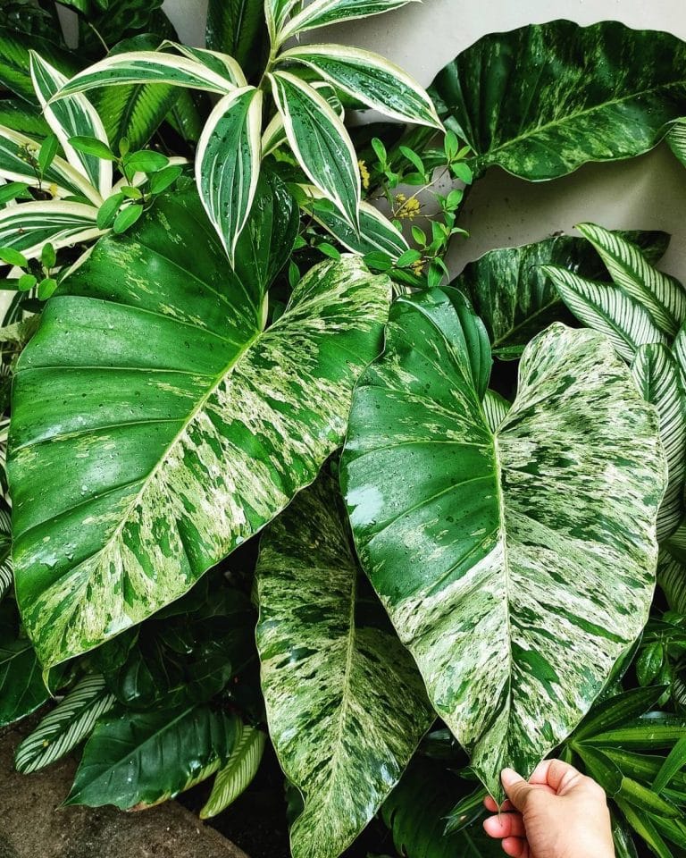 Philodendron Giganteum Care and Growing Guide | Plantcarefully