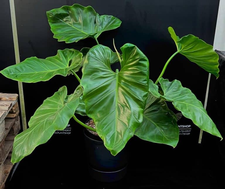 Philodendron Giganteum Care and Growing Guide | Plantcarefully