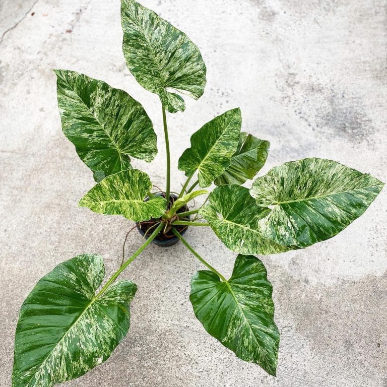 Philodendron Giganteum Care and Growing Guide | Plantcarefully