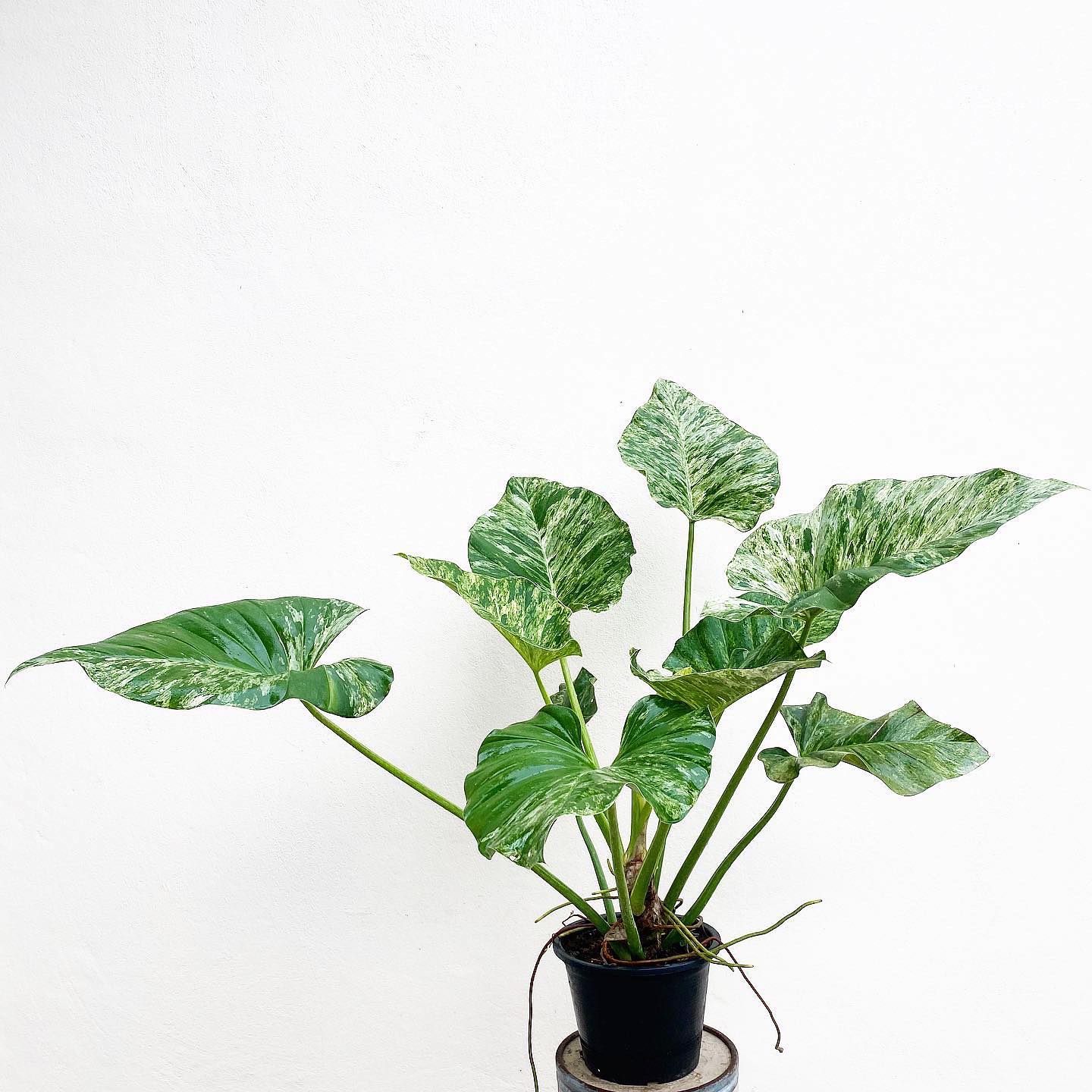 Philodendron Giganteum Care and Growing Guide | Plantcarefully