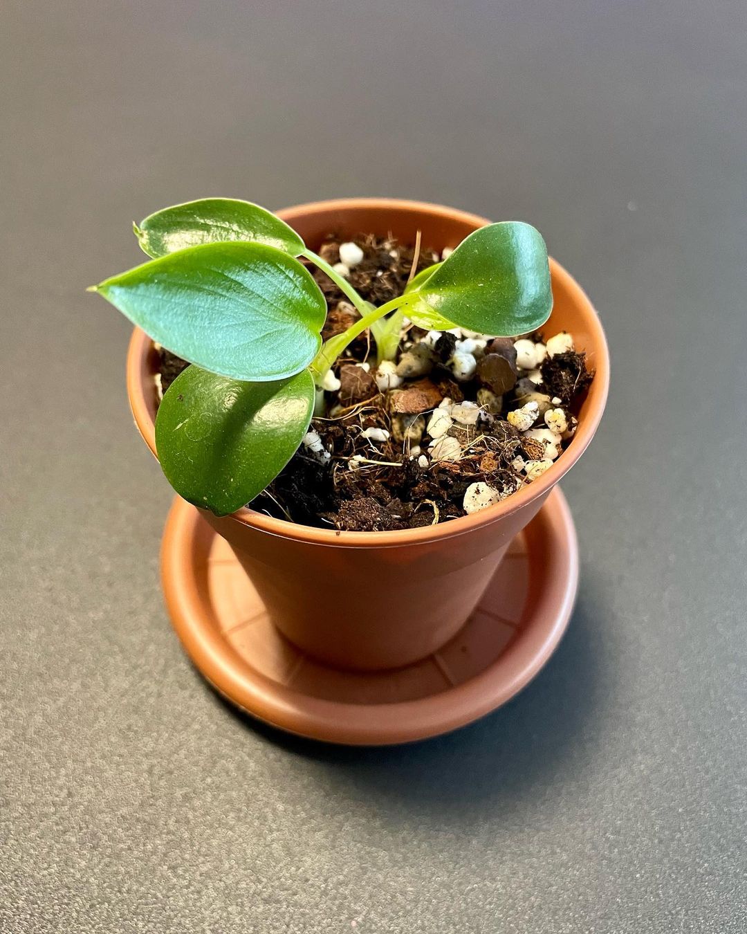 Philodendron Imperial Green Care and Growing Guide | Plantcarefully