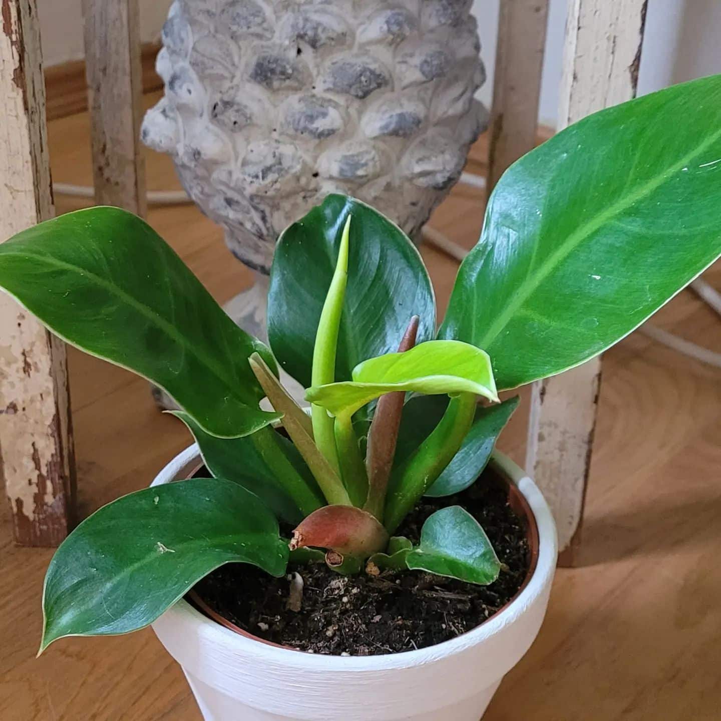 Philodendron Imperial Green Care and Growing Guide | Plantcarefully