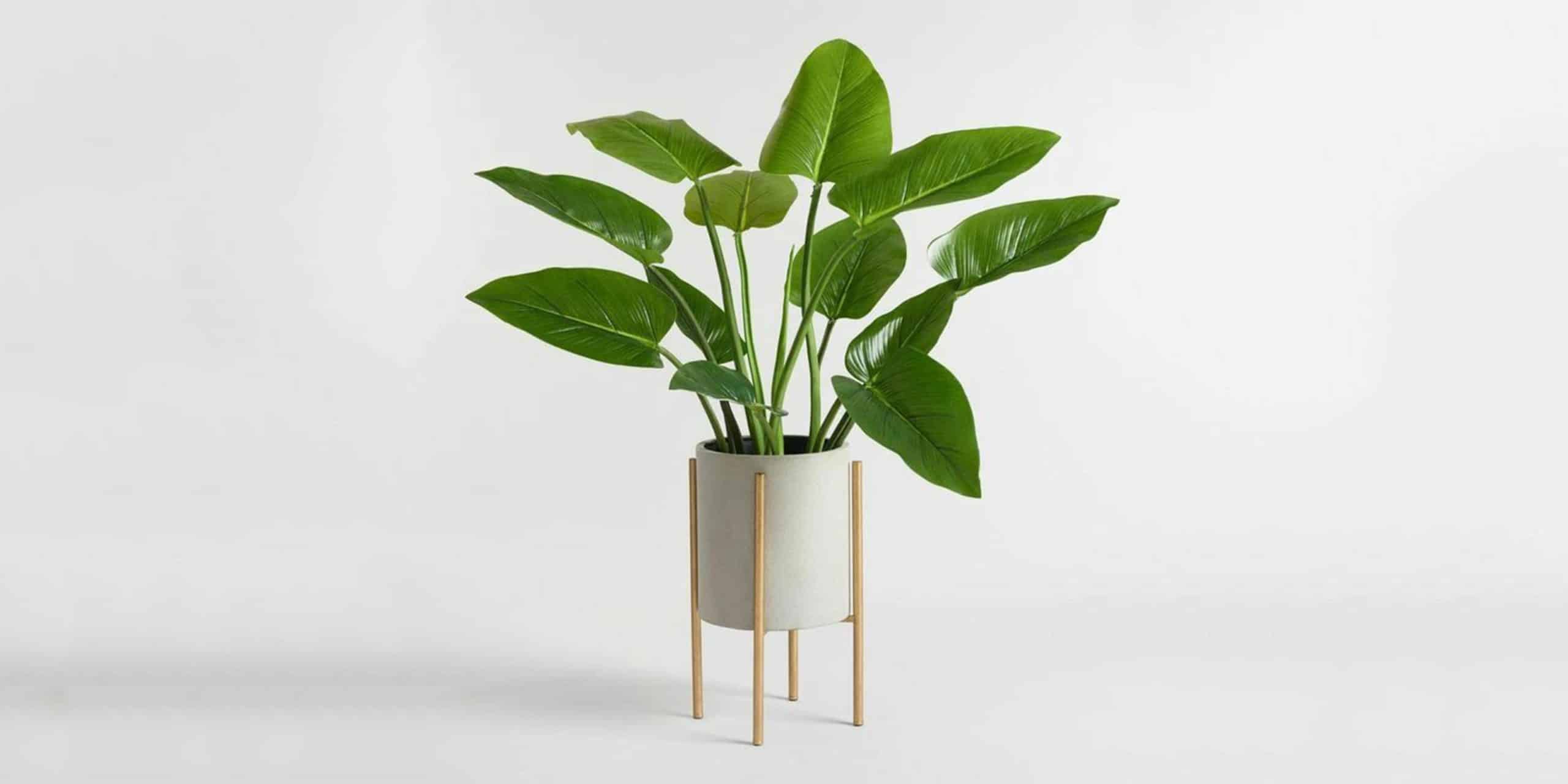 Philodendron Imperial Green Philodendron 'Imperial Green' Buschel