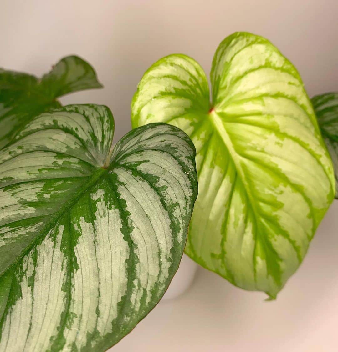 Philodendron Mamei Care and Growing Tips | Plantcarefully