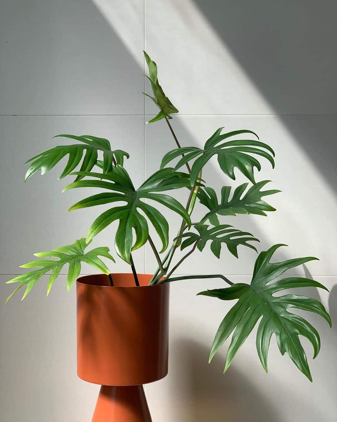 Philodendron Mayoi Care and Growing Guide | Plantcarefully