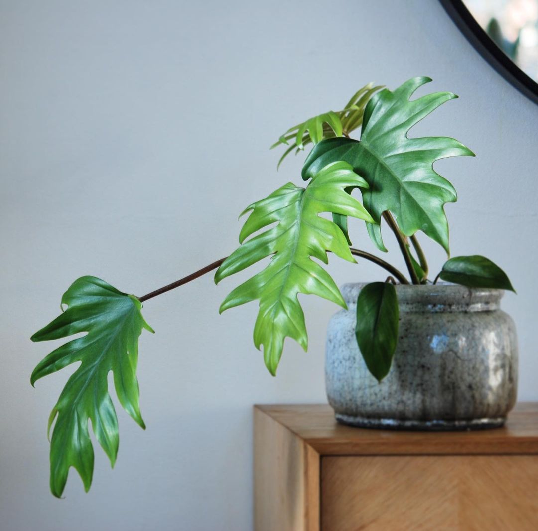 Philodendron Mayoi Care and Growing Guide | Plantcarefully