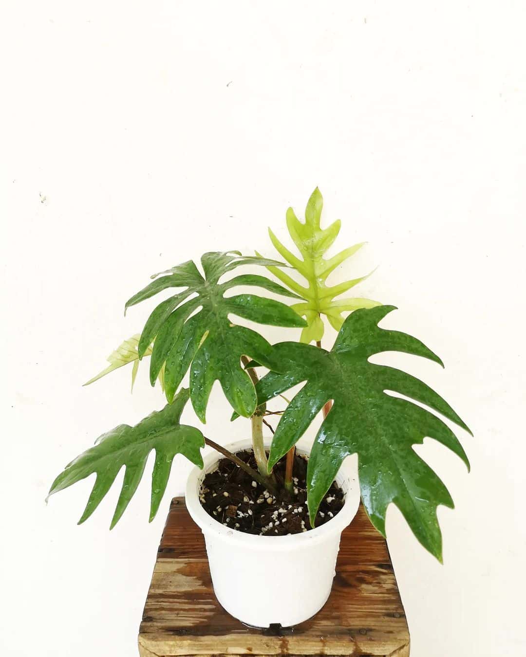 Philodendron Mayoi Care and Growing Guide | Plantcarefully