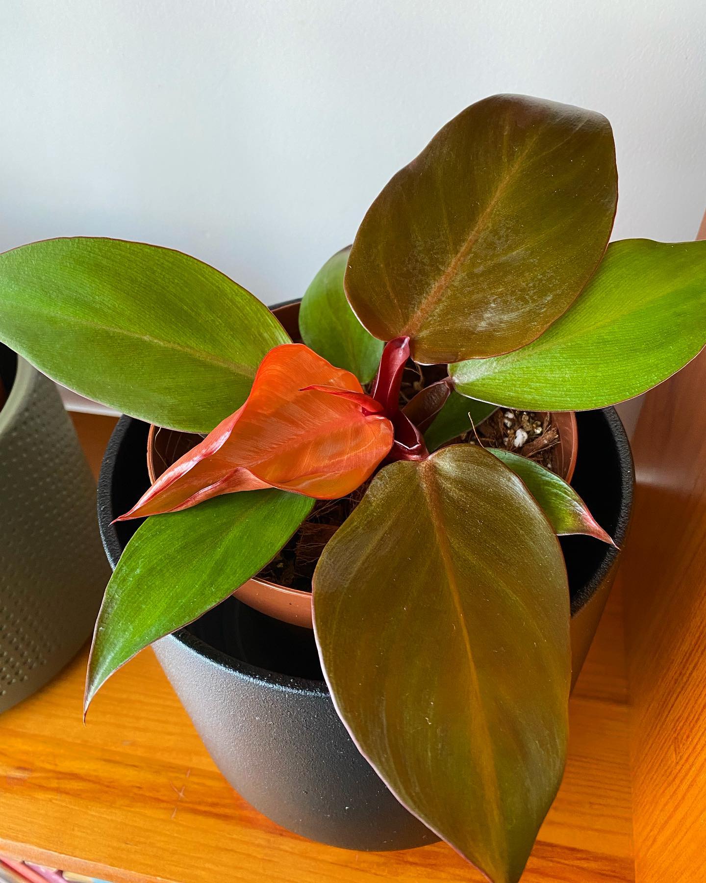 Philodendron Prince of Orange: Plant Care & How to Grow | Plantcarefully