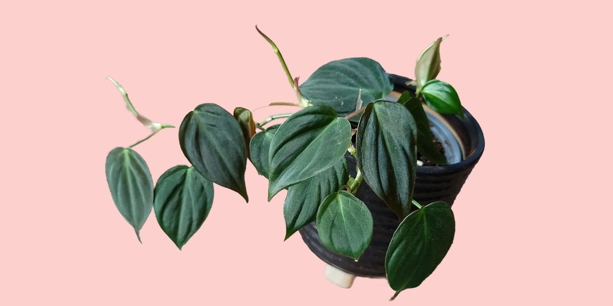 Philodendron Micans Care and Growing Guide | Plantcarefully