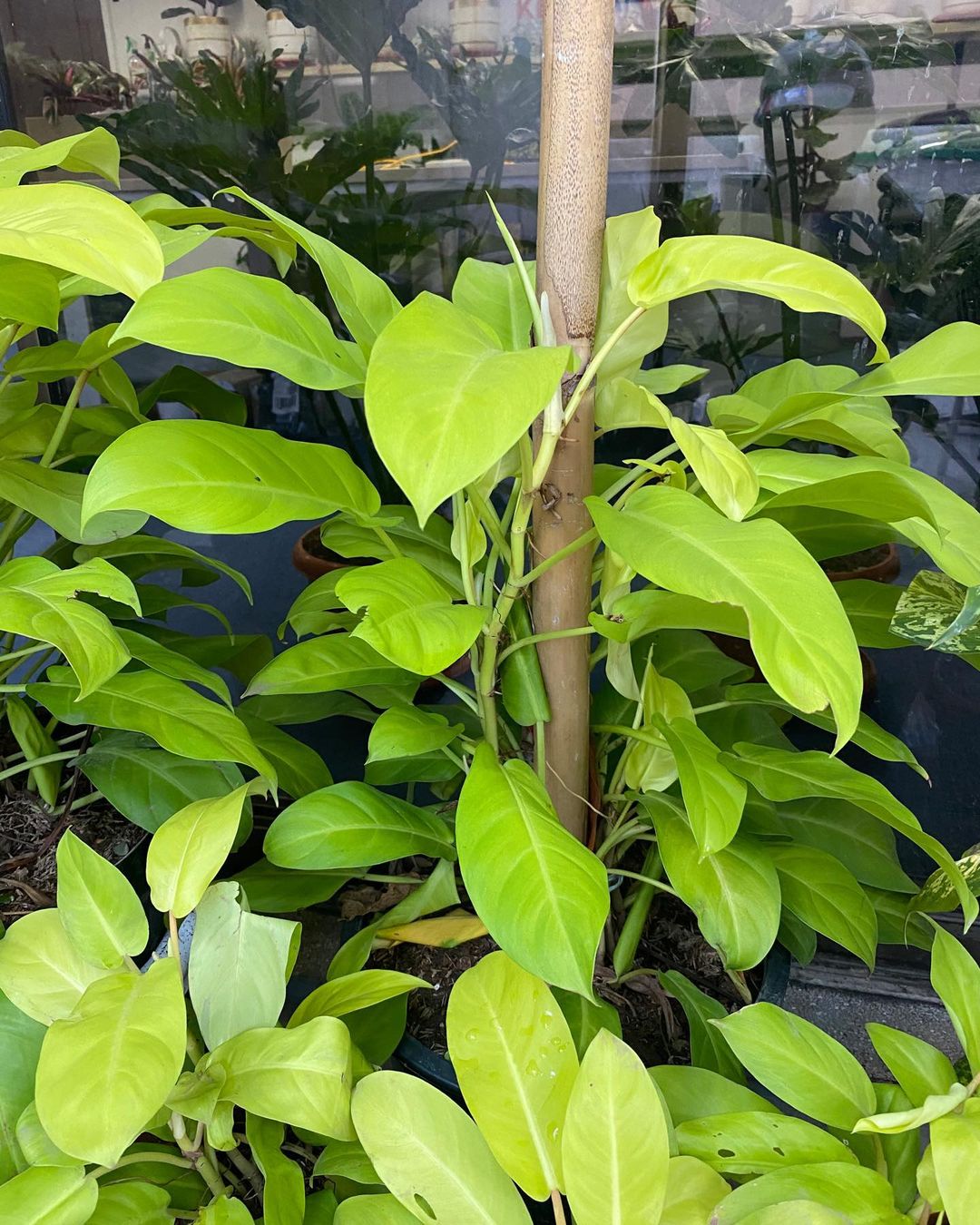 Philodendron Moonlight Care and Growing Guide | Plantcarefully