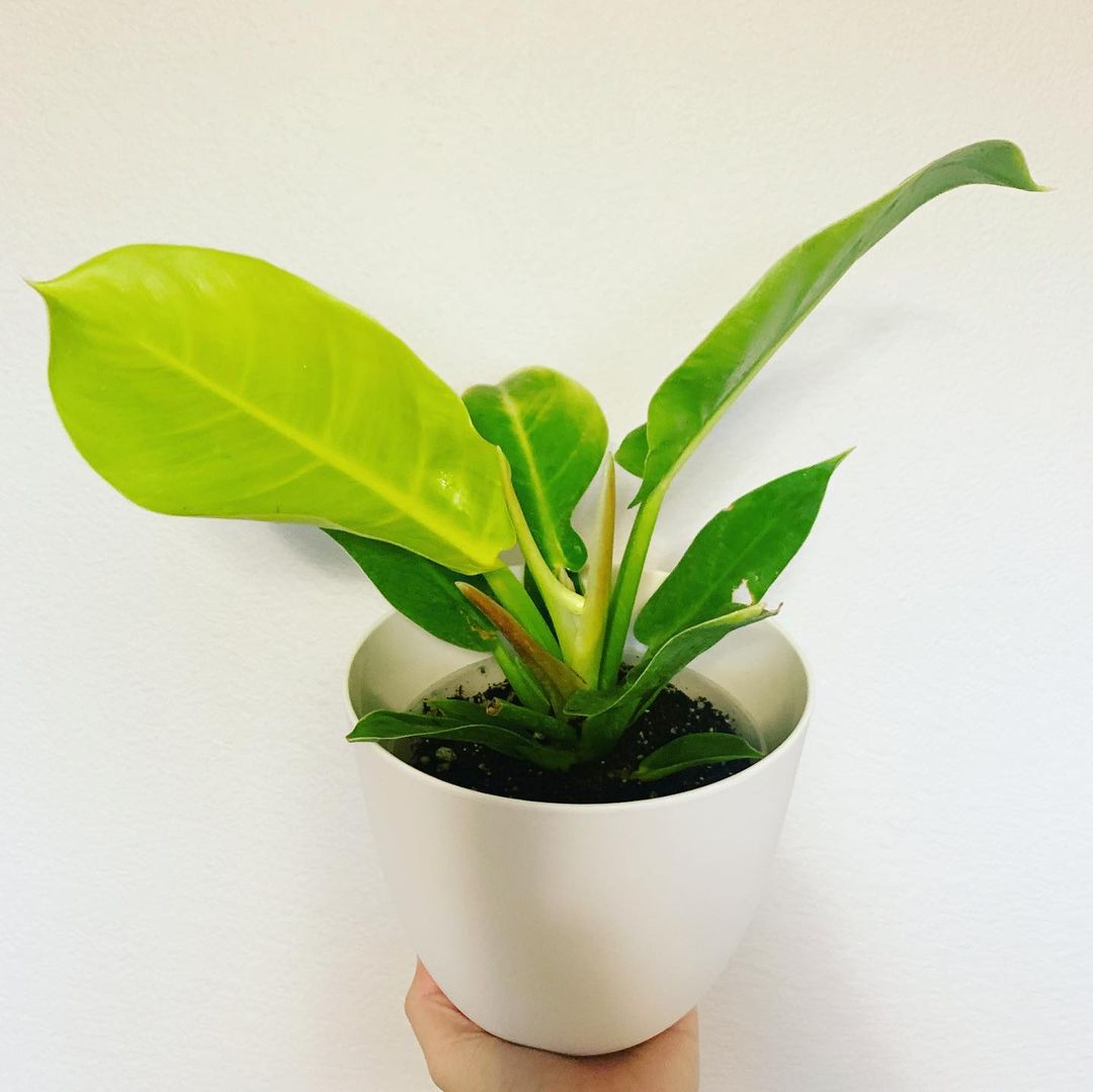 Philodendron Moonlight Care and Growing Guide | Plantcarefully