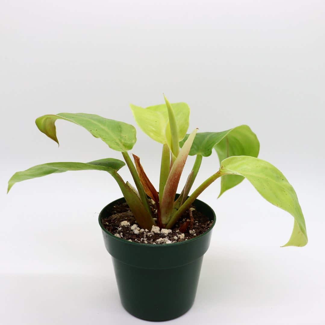 Philodendron Moonlight Care and Growing Guide | Plantcarefully