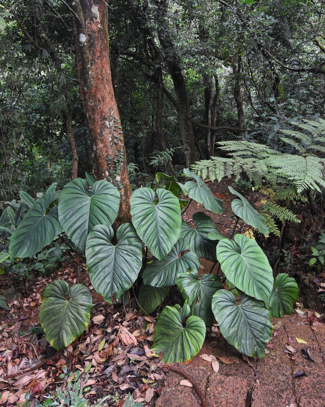 Philodendron Plowmanii: Care and Growing Tips! | Plantcarefully