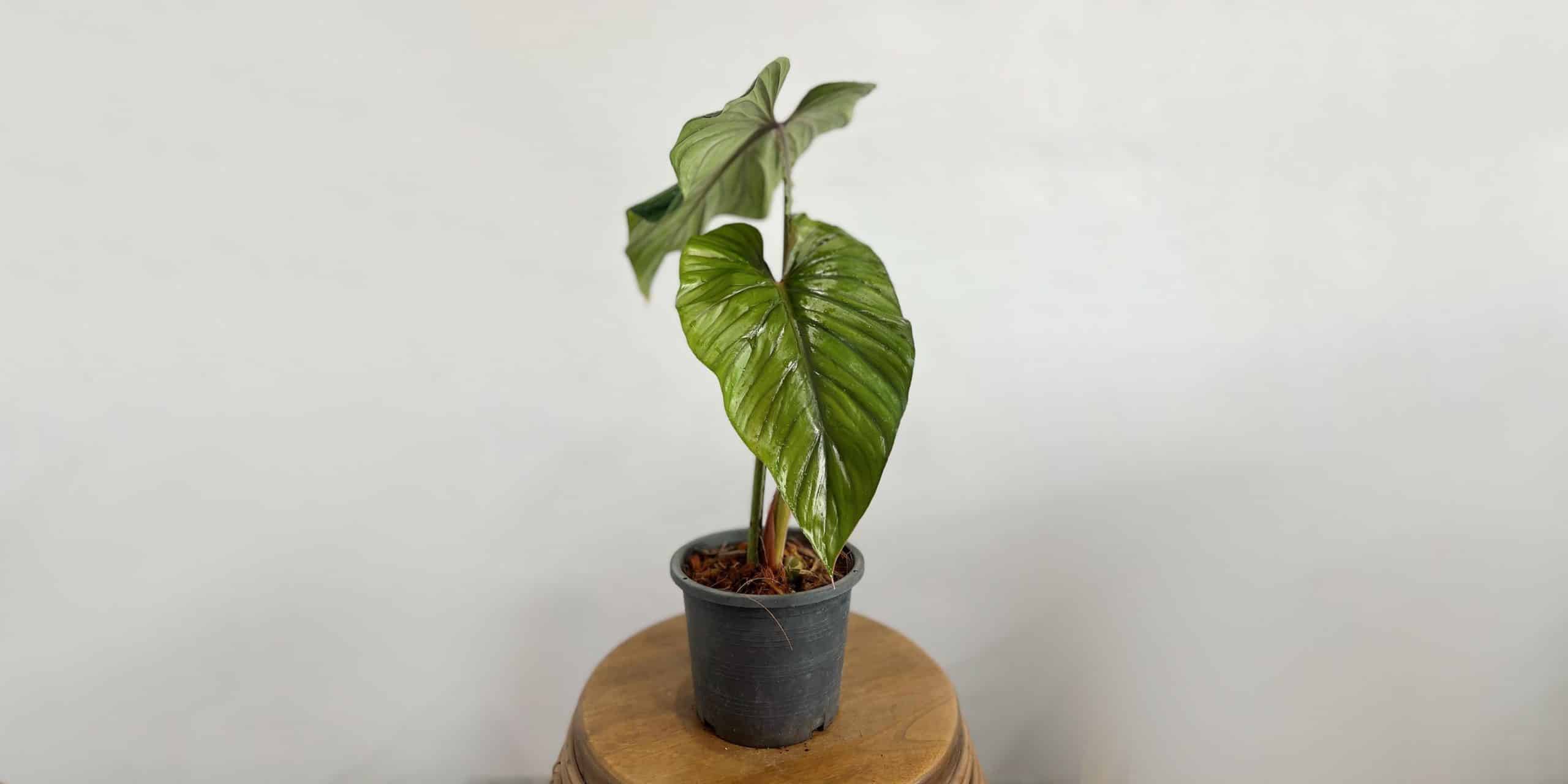 Philodendron Plowmanii: Care and Growing Tips! | Plantcarefully
