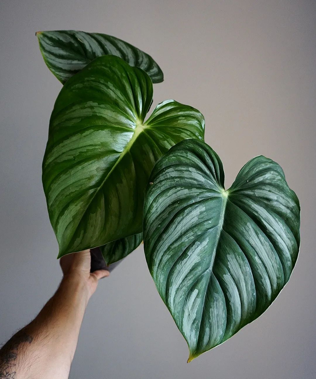 Philodendron Plowmanii Care And Growing Tips Plantcarefully