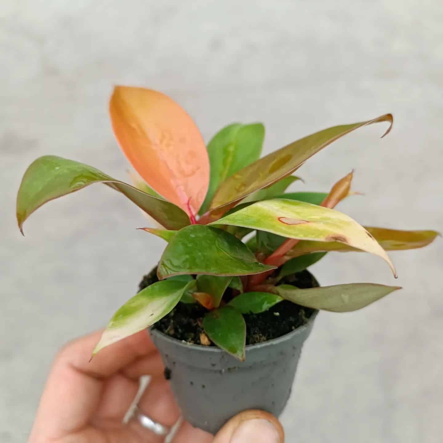 Philodendron Prince of Orange: Plant Care & How to Grow | Plantcarefully