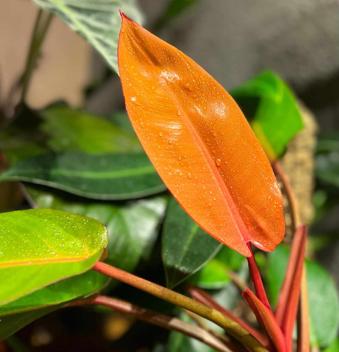 Philodendron Prince of Orange: Plant Care & How to Grow | Plantcarefully