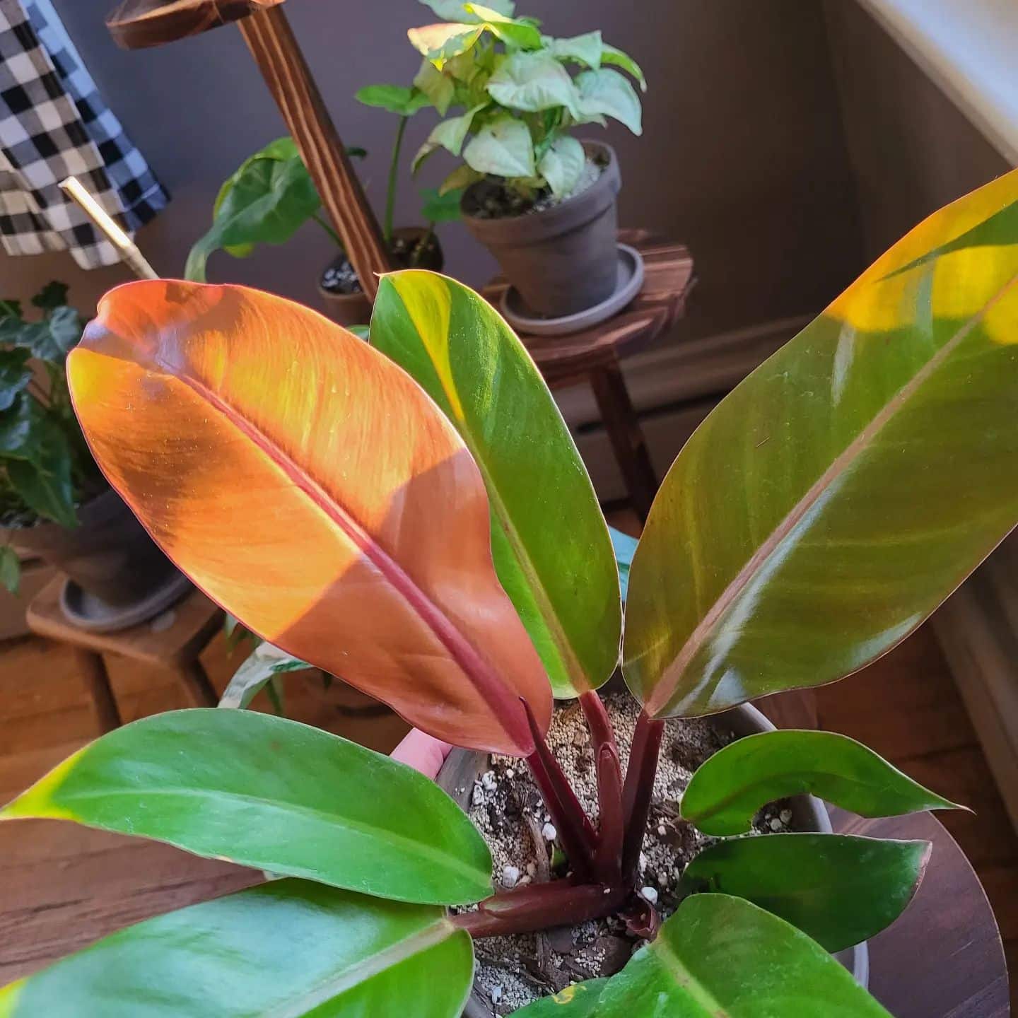 Philodendron Prince of Orange: Plant Care & How to Grow | Plantcarefully