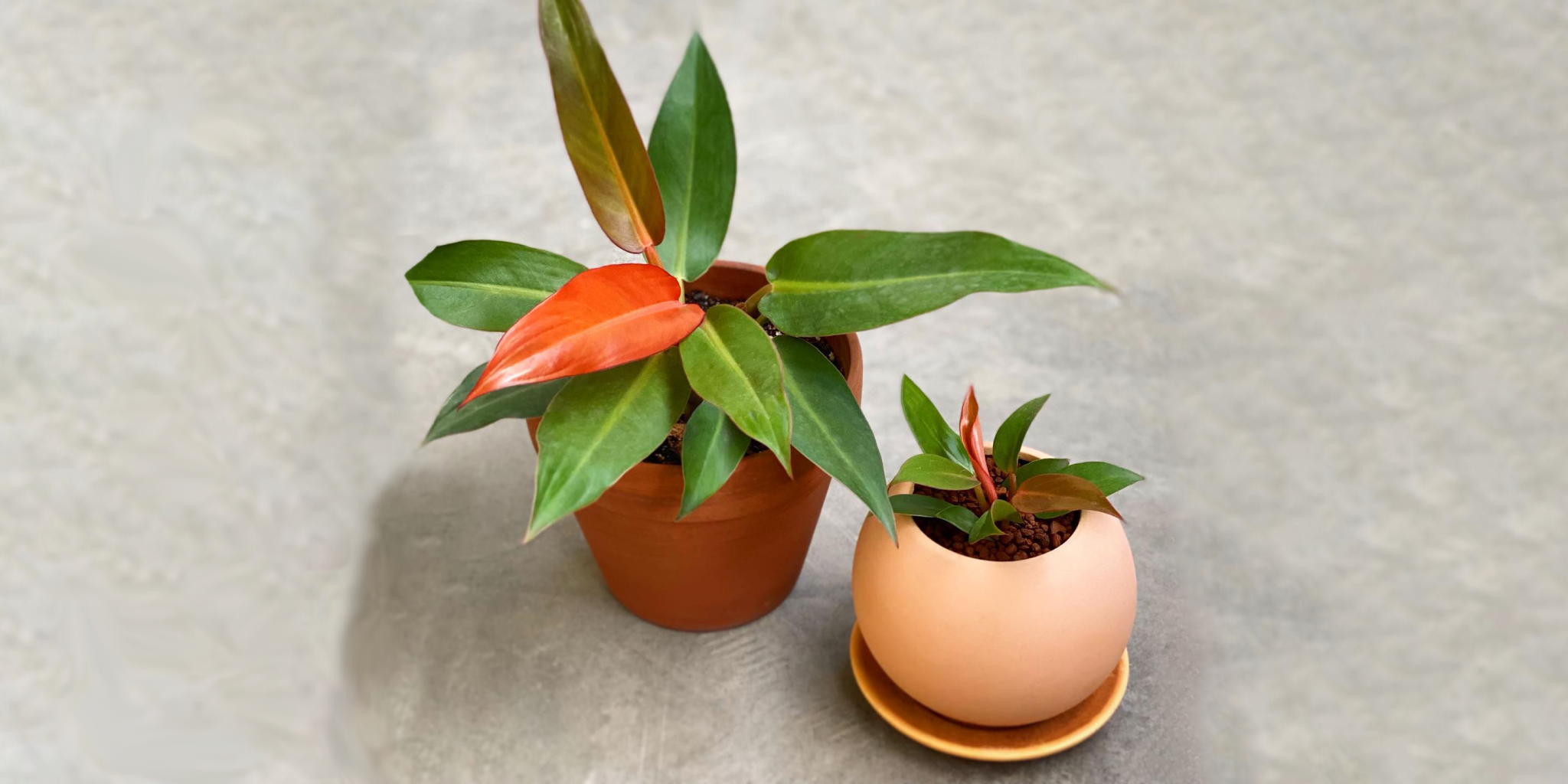 Philodendron Prince of Orange: Plant Care & How to Grow | Plantcarefully