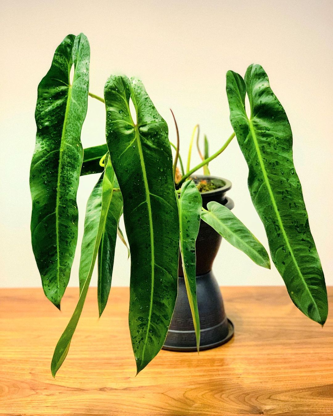 Philodendron Spiritus-Sancti Care and Growing Guide | Plantcarefully