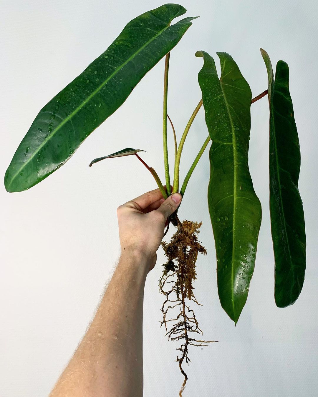 Philodendron Spiritus-Sancti Care and Growing Guide | Plantcarefully
