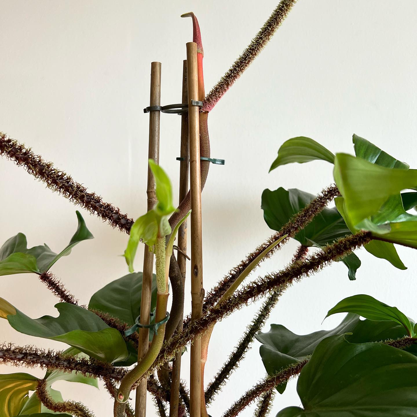 Philodendron Squamiferum Care + Growing Guide | Plantcarefully