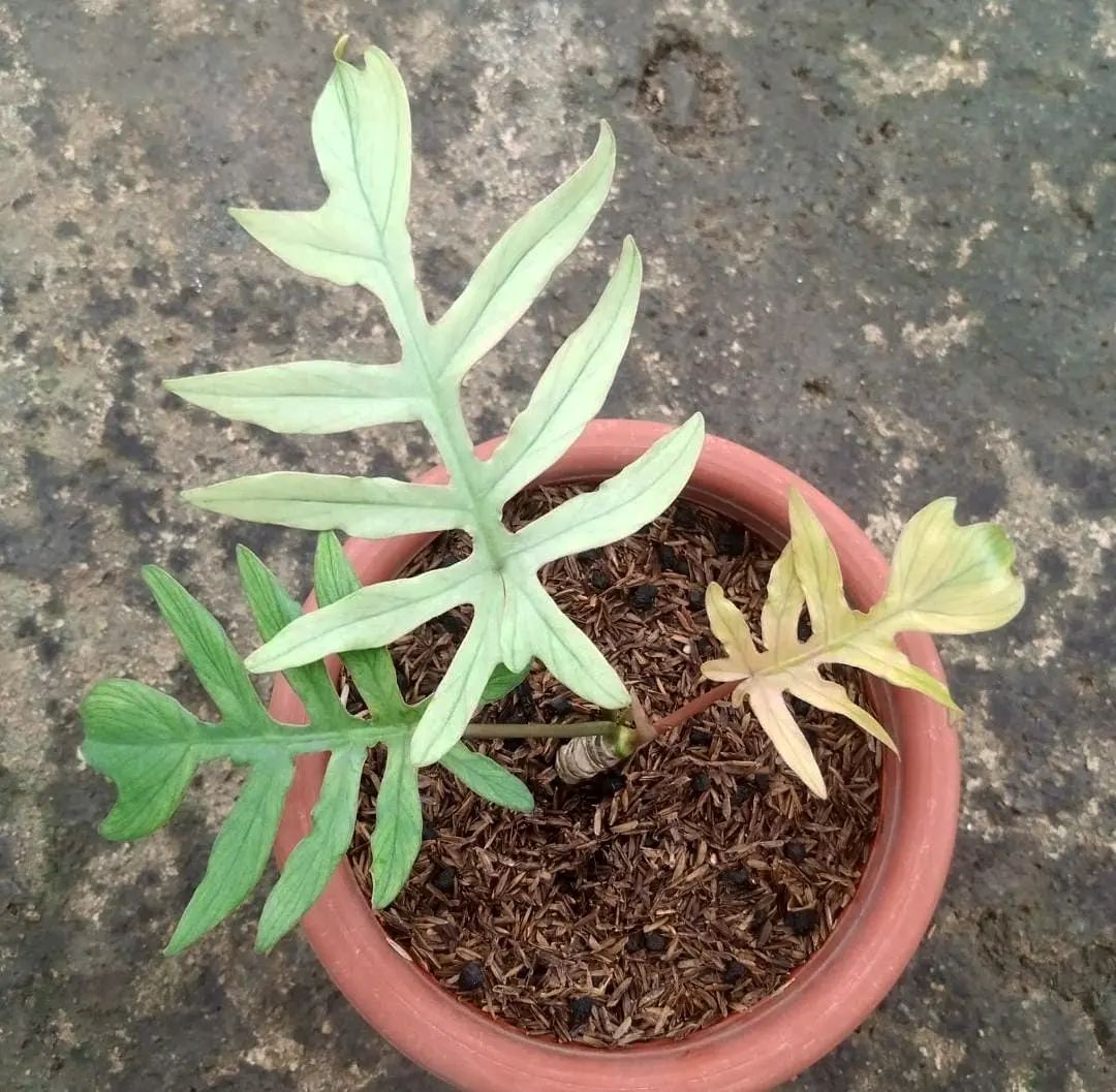 Philodendron Squamiferum Care + Growing Guide | Plantcarefully