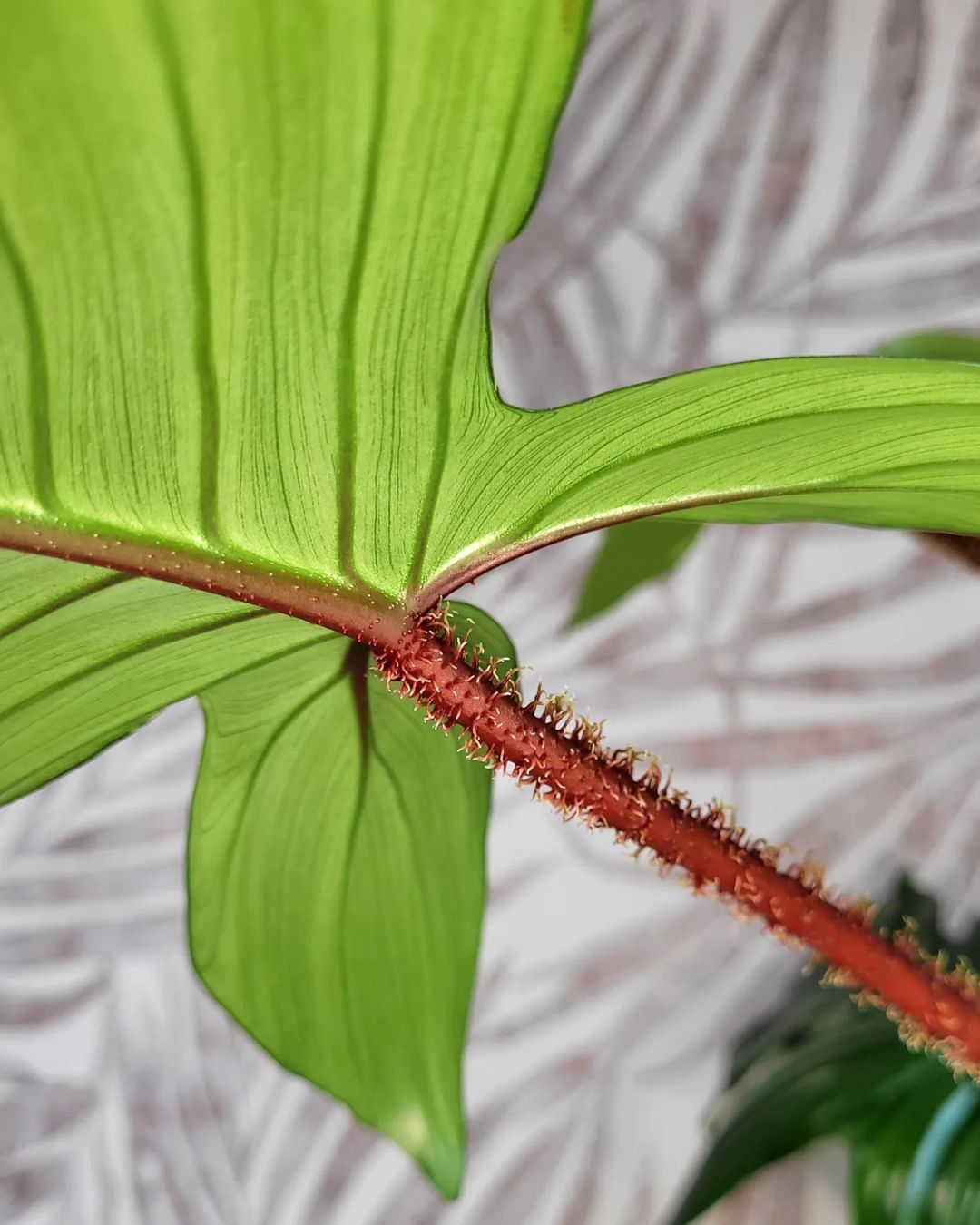 Philodendron Squamiferum Care + Growing Guide | Plantcarefully