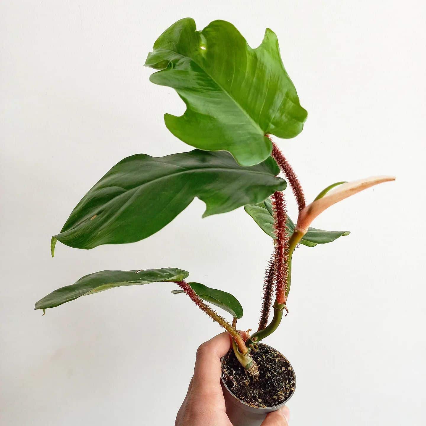 Philodendron Squamiferum Care + Growing Guide | Plantcarefully