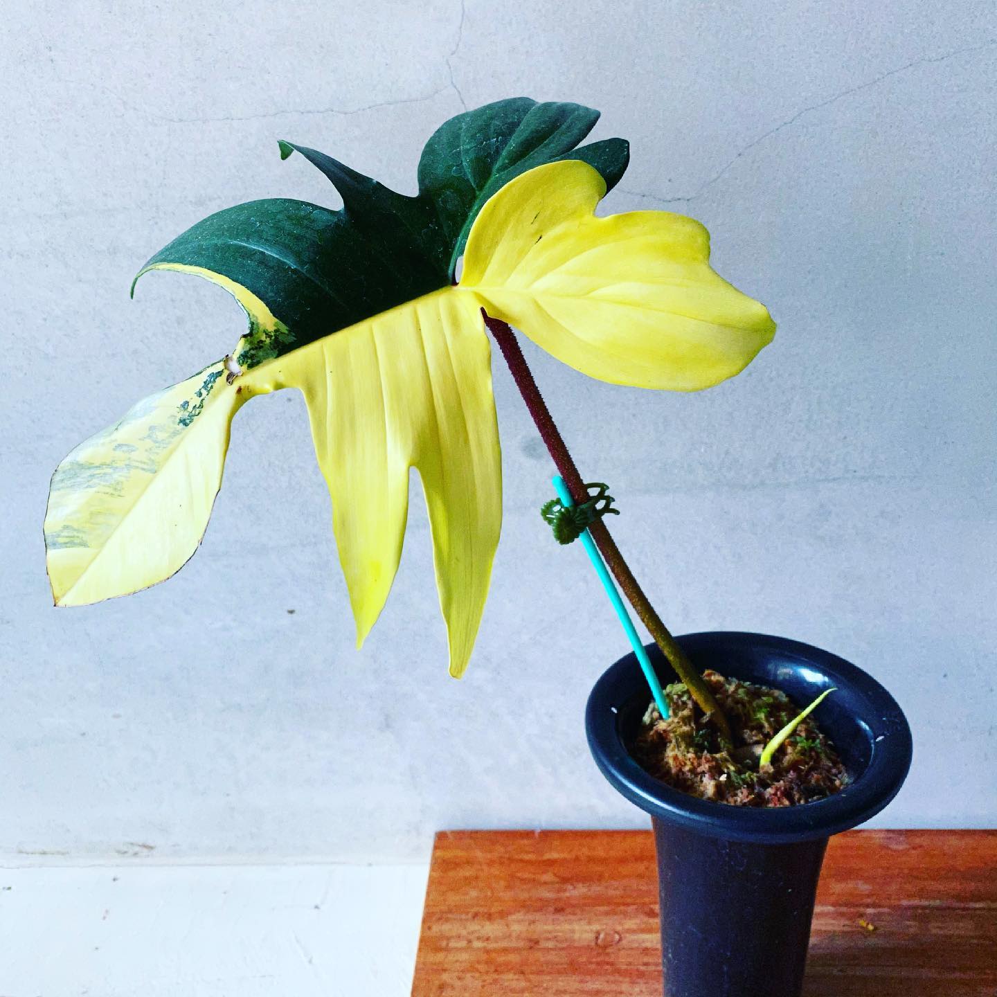 Philodendron Squamiferum Care + Growing Guide | Plantcarefully