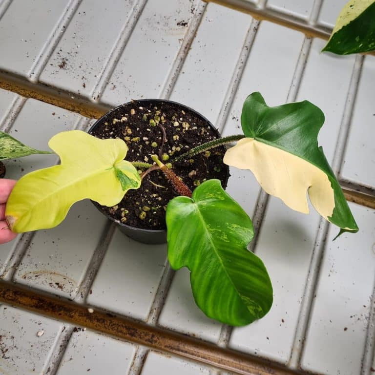 Philodendron Squamiferum Care + Growing Guide | Plantcarefully