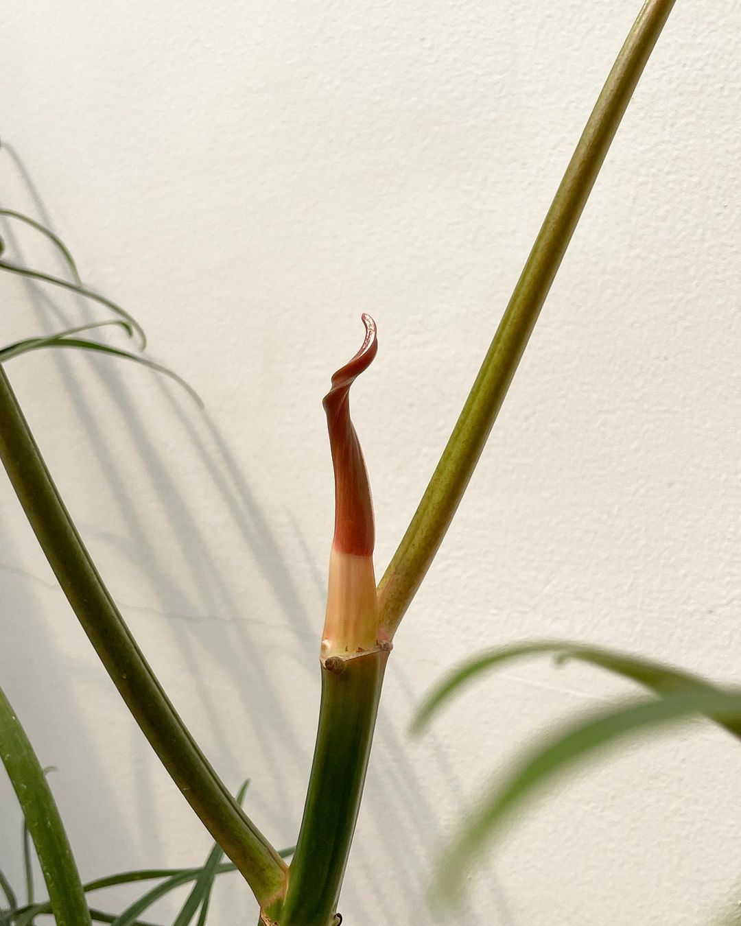 Philodendron Tortum Care and Growing Guide | Plantcarefully