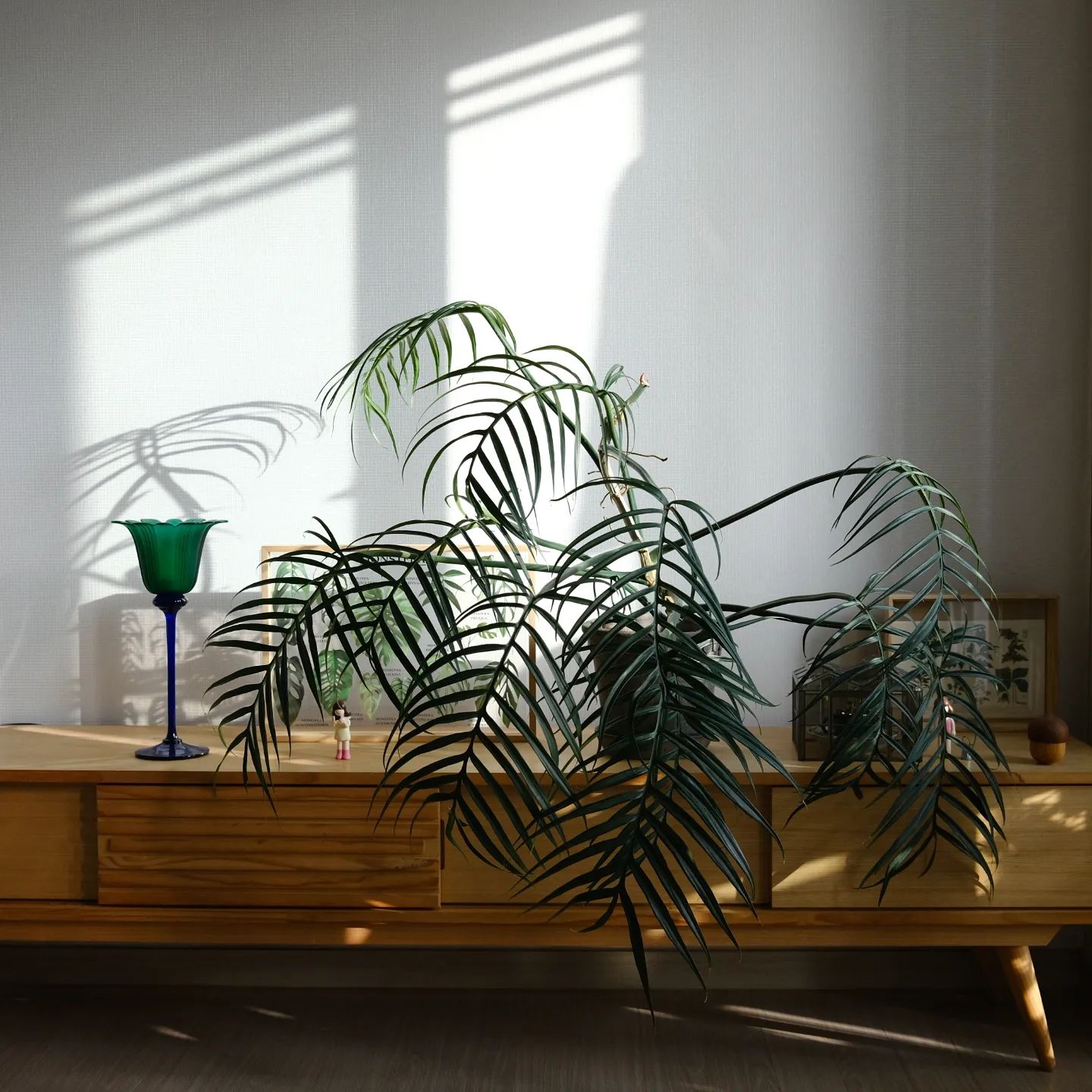 Philodendron Tortum Care and Growing Guide | Plantcarefully