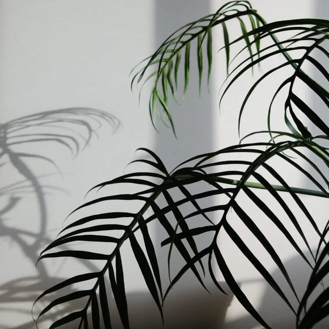 Philodendron Tortum Care and Growing Guide | Plantcarefully