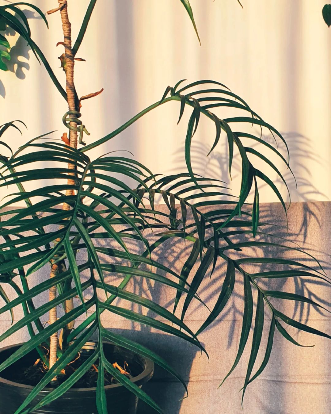 Philodendron Tortum Care and Growing Guide | Plantcarefully