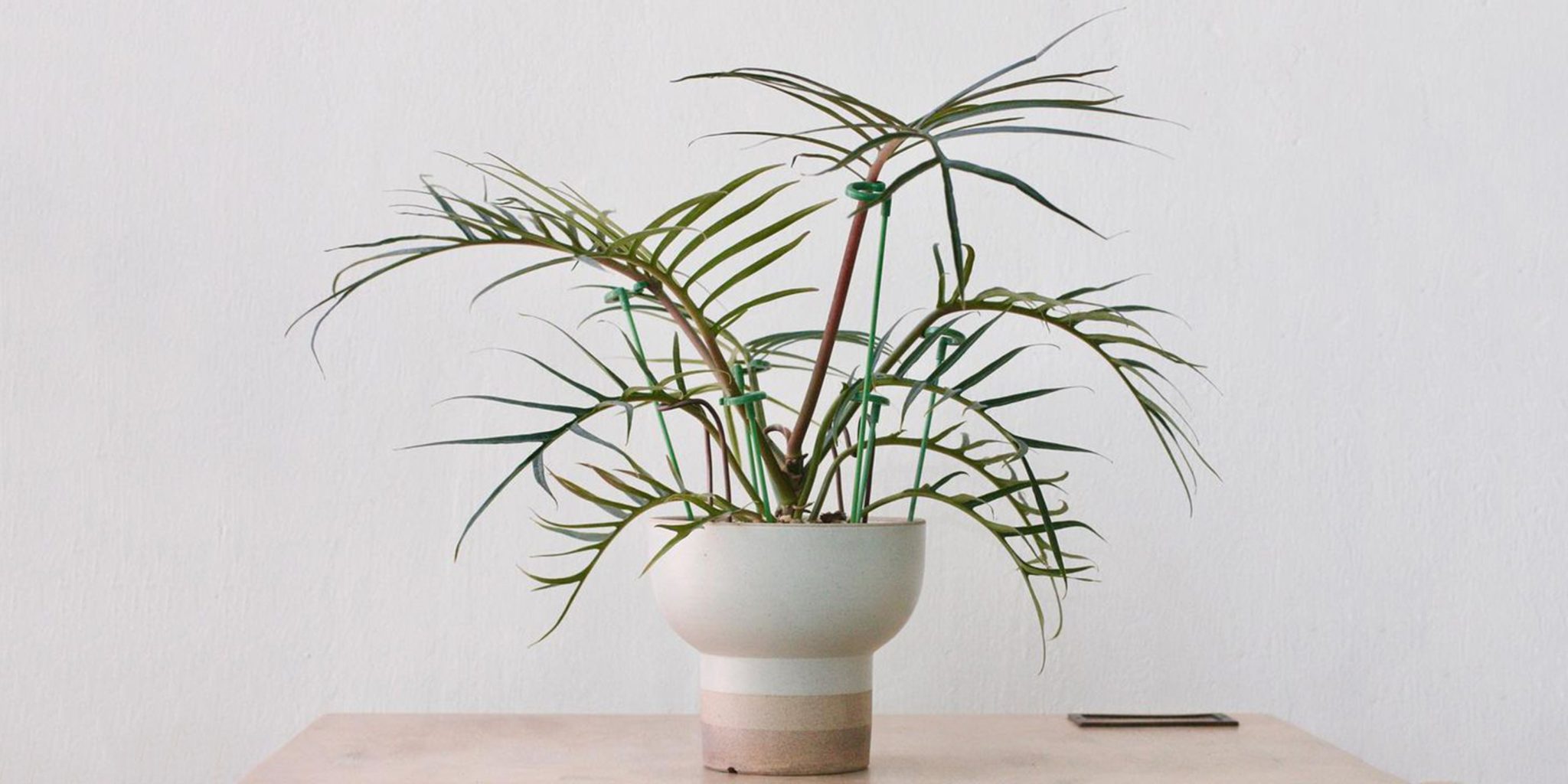 Philodendron Tortum Care and Growing Guide | Plantcarefully